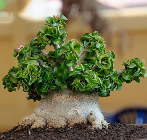 2 of Dorset Horn Adenium Seeds Dwarf Desert Rose Tree Bonsai ...