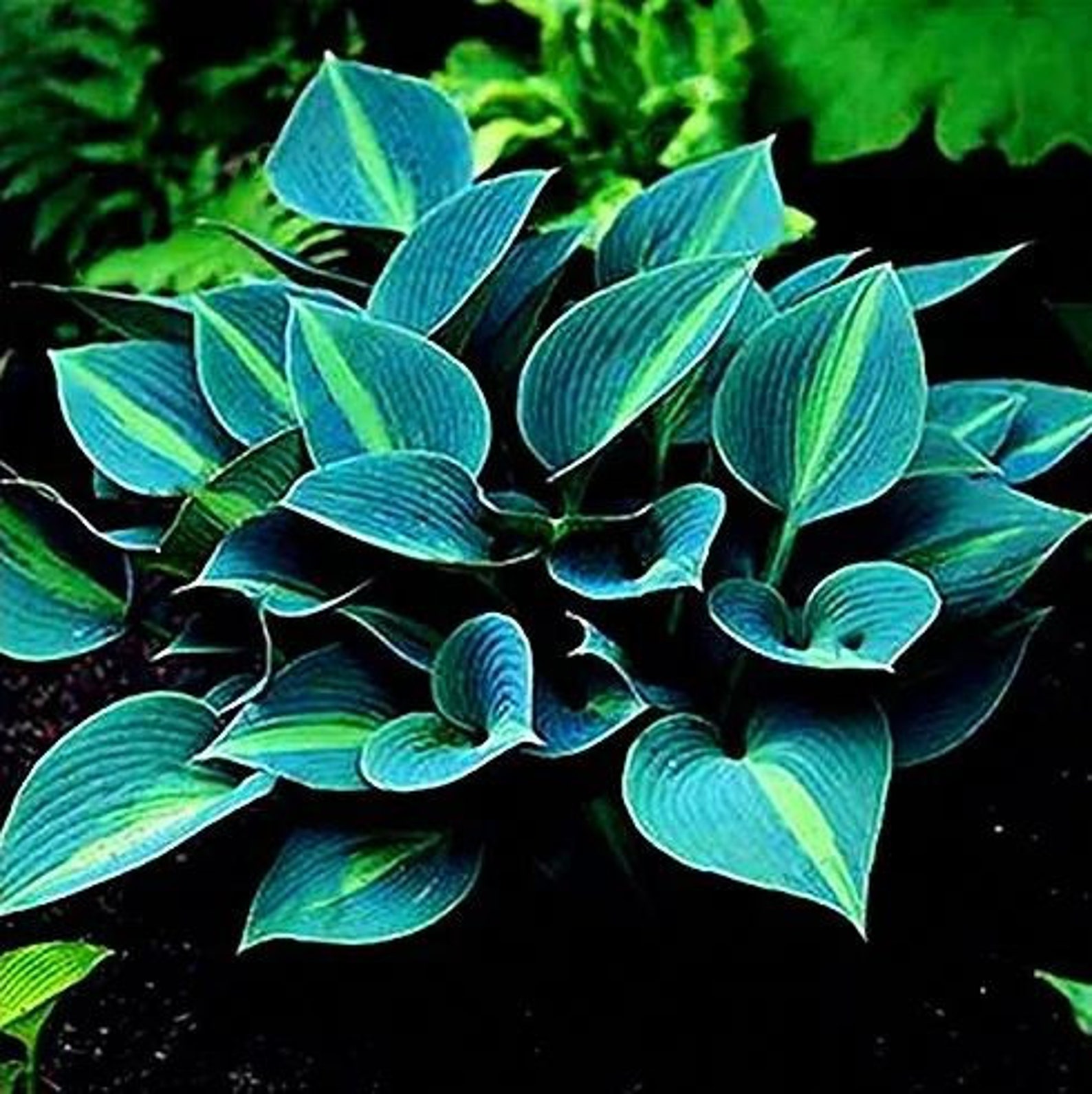 100 of Green Hosta Flower Seeds Garden Perennials Ornamental Lily Shade ...
