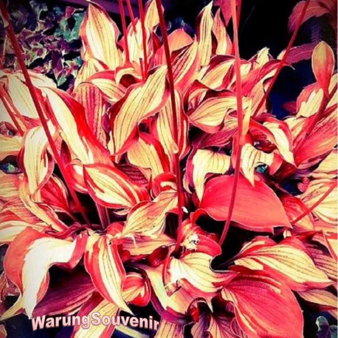 100 of New Eye-catching Hosta Seeds Red and Gold Stripe Pattern ...