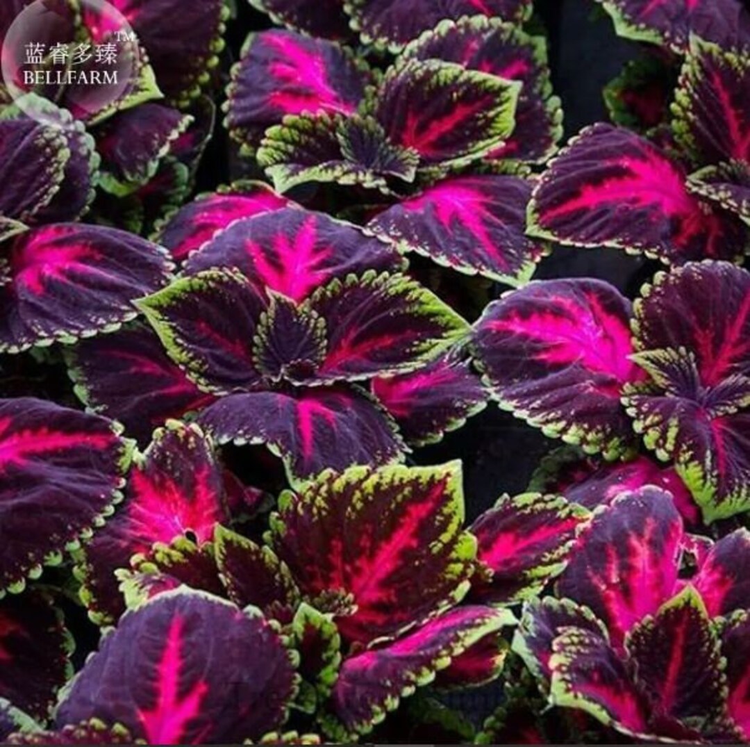 20 of Kong Red Giant Coleus Seeds professional Pack Garden Mosquito ...