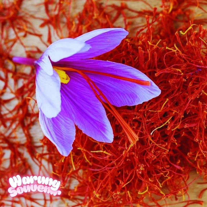 50 of Saffron Autumn Crocus (crocus Sativus) Seeds | Fall-blooming ...