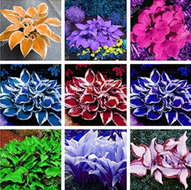 100 Hosta Seeds Mix - Perennial Lily Flower Shade Grass - Etsy