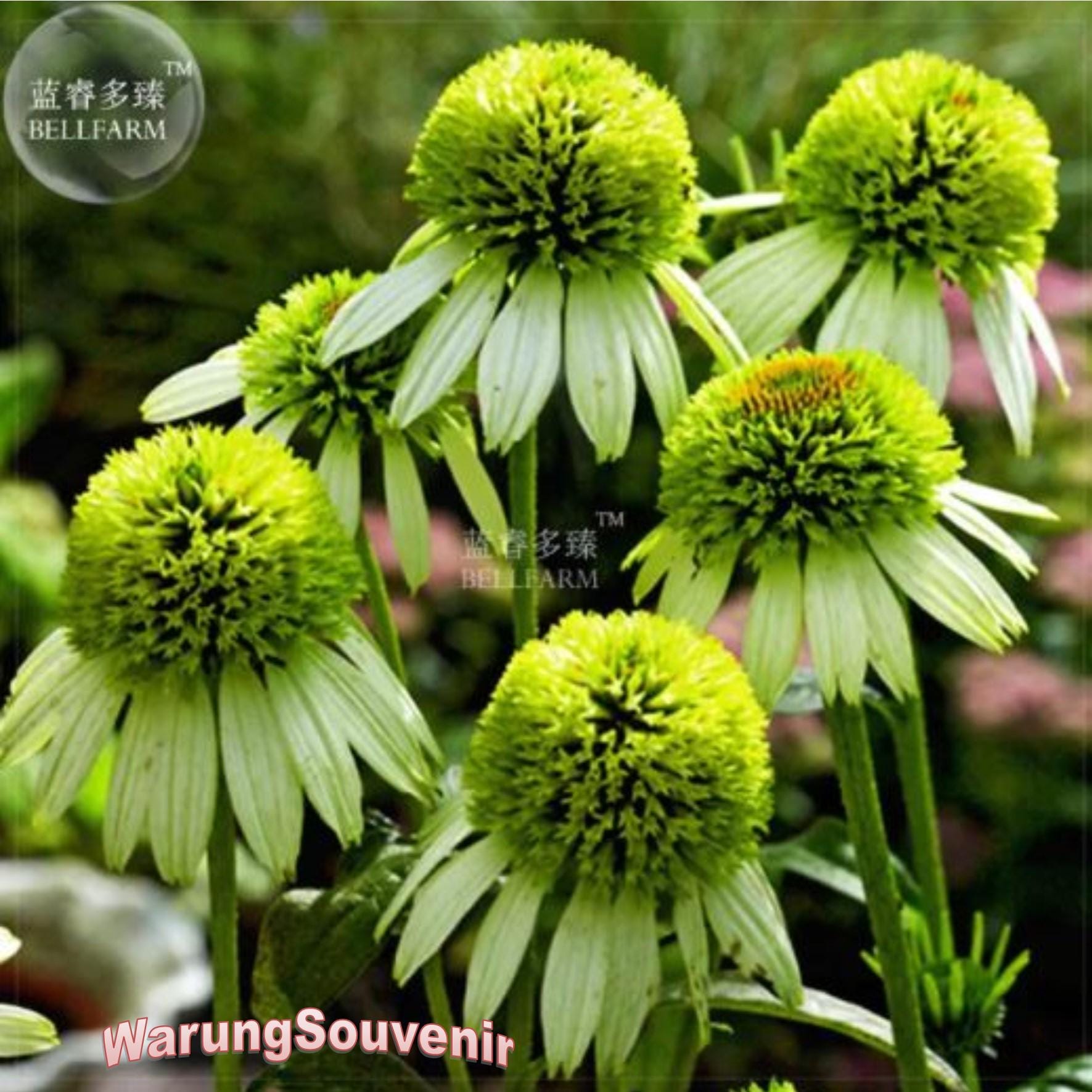 200 of Echinacea Lime Green Centre Perennial Coneflowers Seeds Deer ...