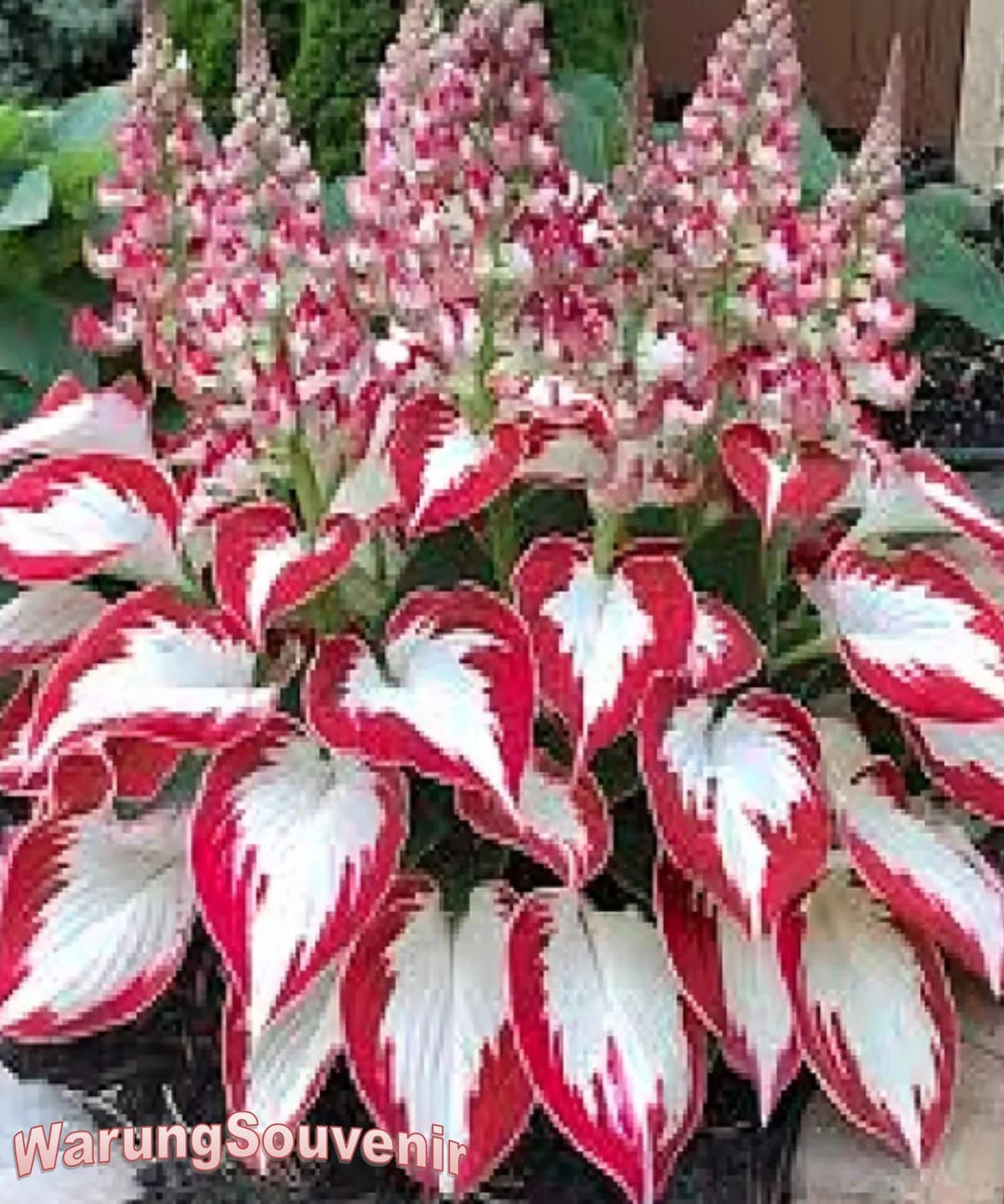100 of Rare Hosta Seeds - White Leaves With Thick Red Edge Best Garden ...