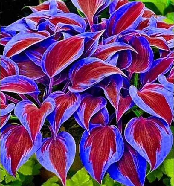 100 of New Stunning Hosta Seeds Deep Red and Blue-green Foliage Mix - Etsy