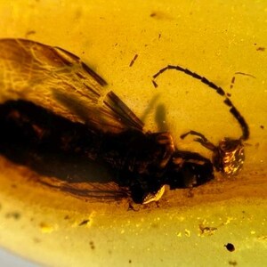 Very Rare Alienoptera Burmite Natural Myanmar Insect Amber Fossil - Etsy