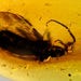 Very Rare Alienoptera Burmite Natural Myanmar Insect Amber Fossil - Etsy