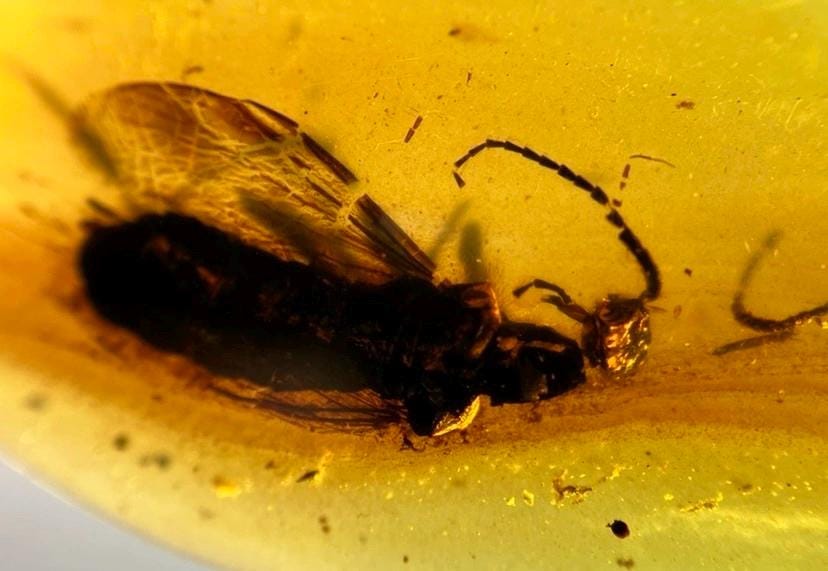 Very Rare Alienoptera Burmite Natural Myanmar Insect Amber Fossil - Etsy