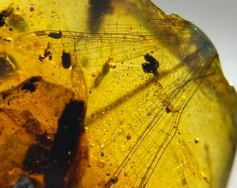 Very Rare Alienoptera Burmite Natural Myanmar Insect Amber Fossil - Etsy