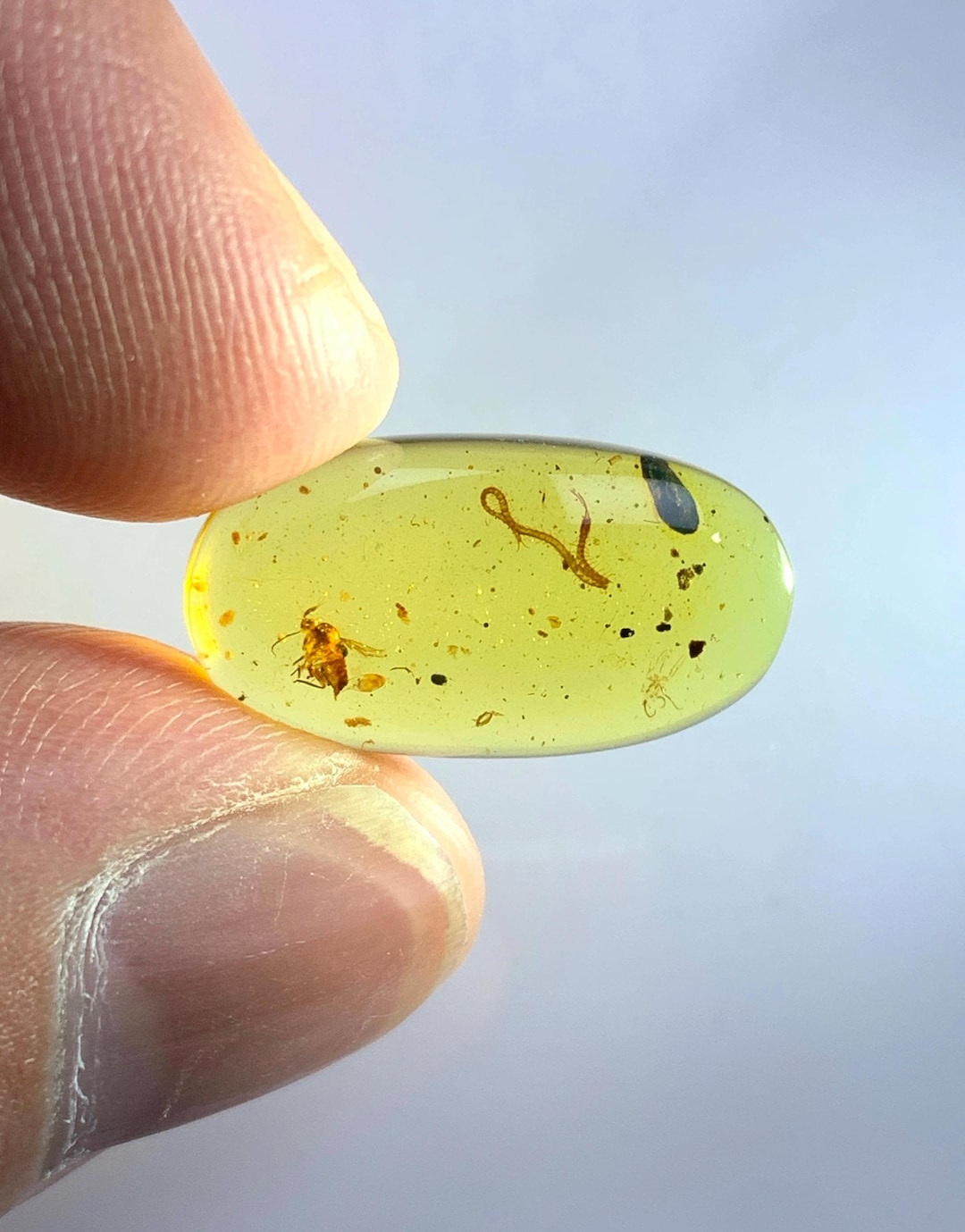 Rare Superb Centipede Burmite Natural Myanmar Insect Amber Fossil - Etsy