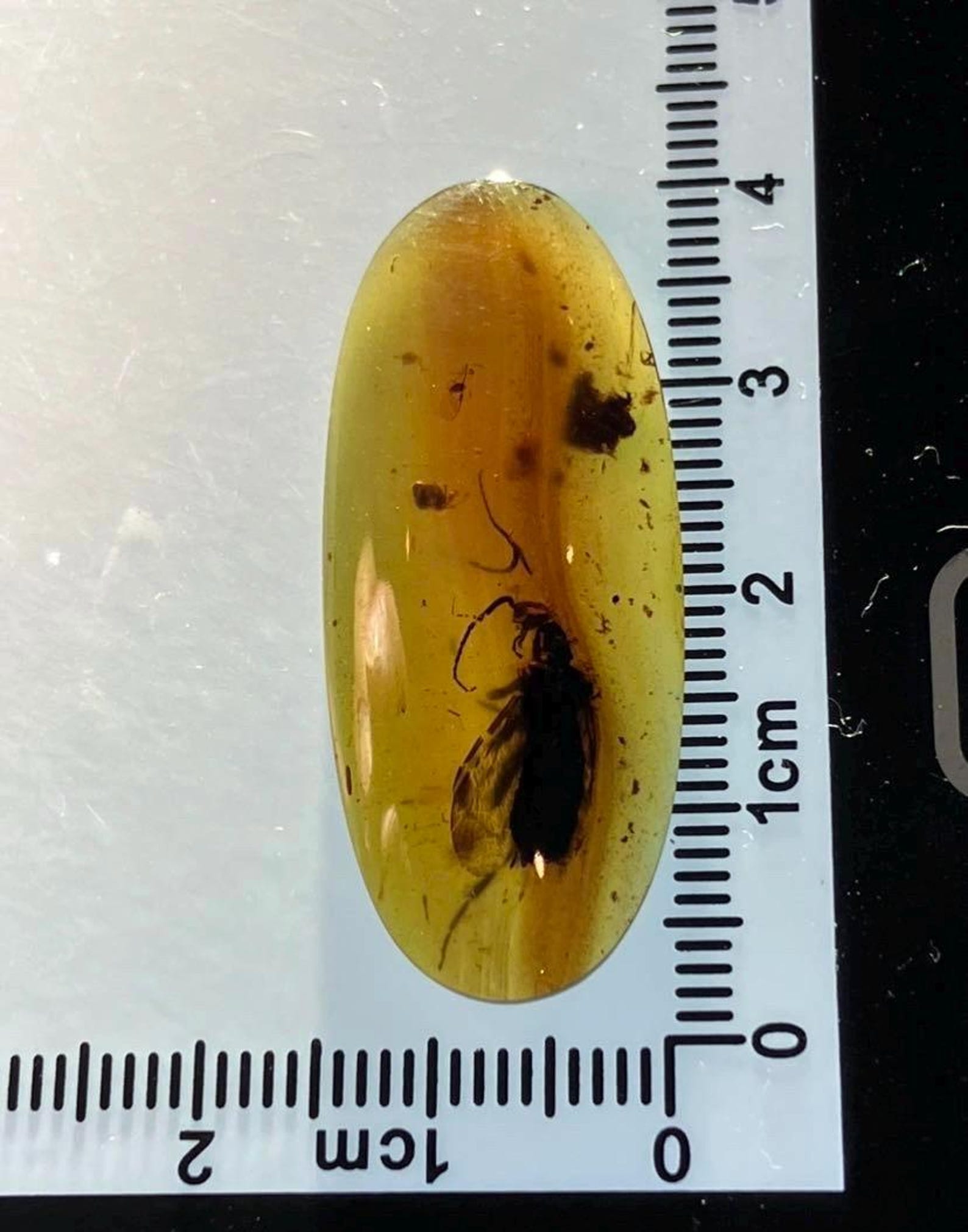 Very Rare Alienoptera Burmite Natural Myanmar Insect Amber Fossil - Etsy