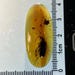 Very Rare Alienoptera Burmite Natural Myanmar Insect Amber Fossil - Etsy