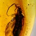 Very Rare Alienoptera Burmite Natural Myanmar Insect Amber Fossil - Etsy