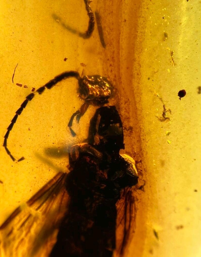 Very Rare Alienoptera Burmite Natural Myanmar Insect Amber Fossil - Etsy