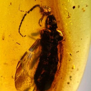 Very Rare Alienoptera Burmite Natural Myanmar Insect Amber Fossil - Etsy