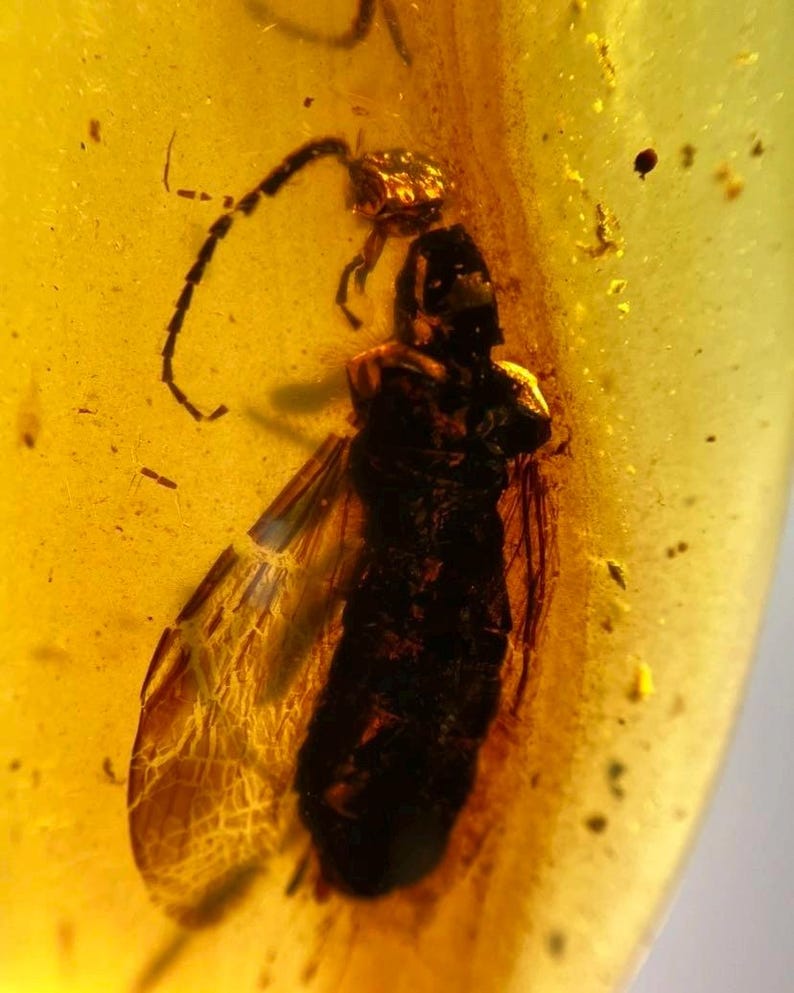 Very Rare Alienoptera Burmite Natural Myanmar Insect Amber Fossil - Etsy