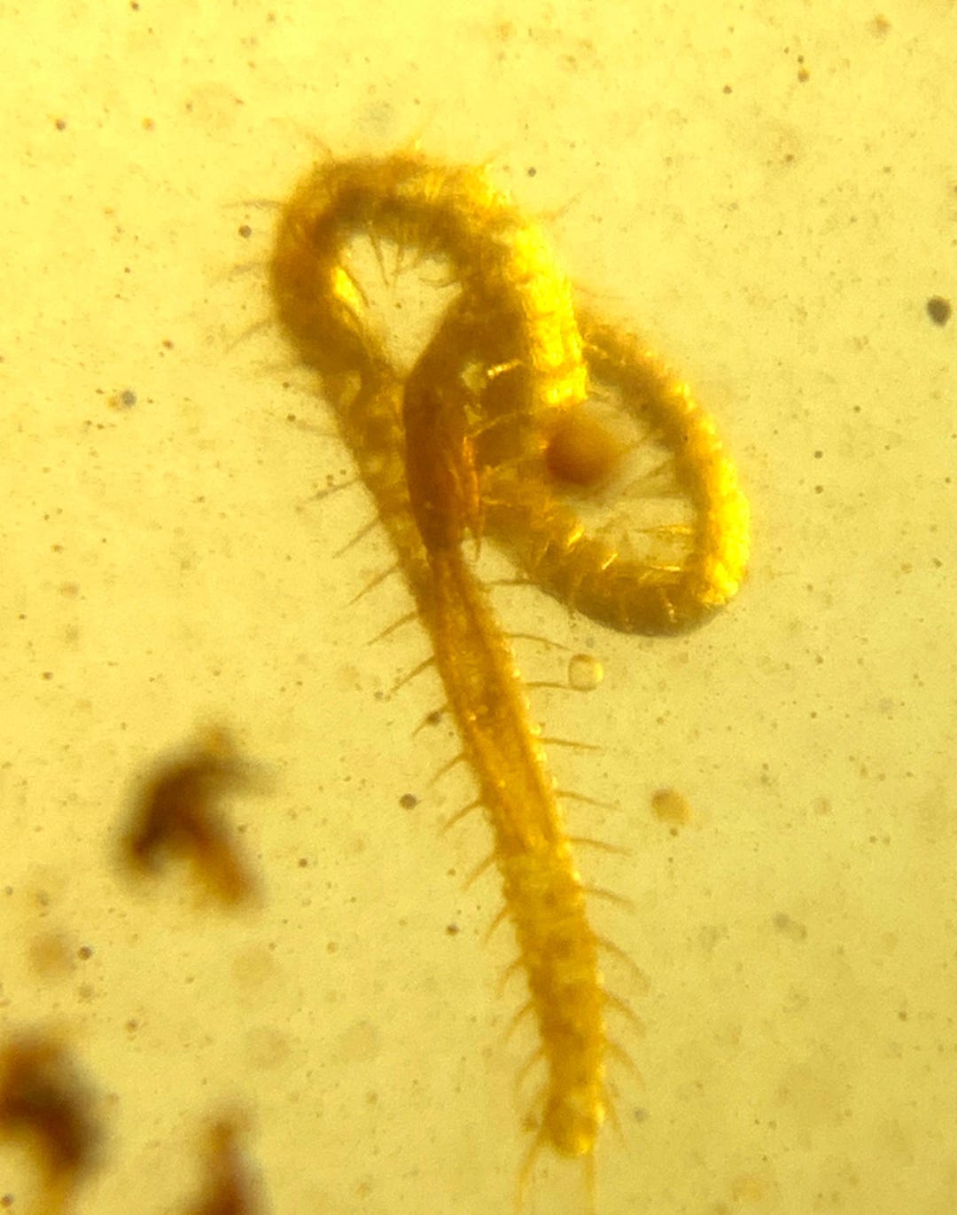 Rare Superb Centipede Burmite Natural Myanmar Insect Amber Fossil - Etsy