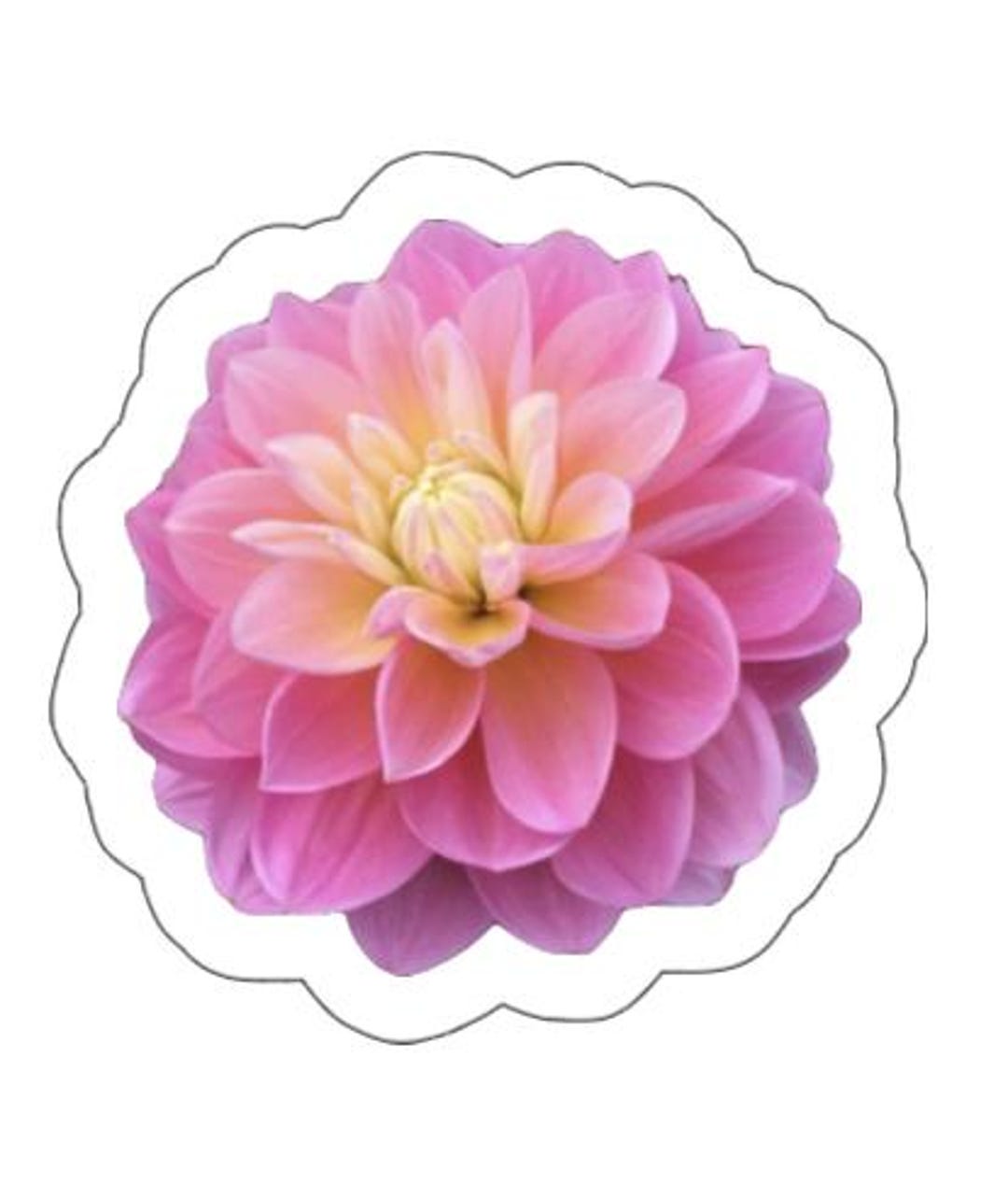 Dahlia Sticker, Realistic Flower Vinyl Sticker, Dahlia Garden Decal ...