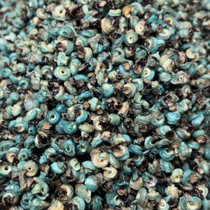 Fresh Periwinkle, Isam , 6oz - Etsy