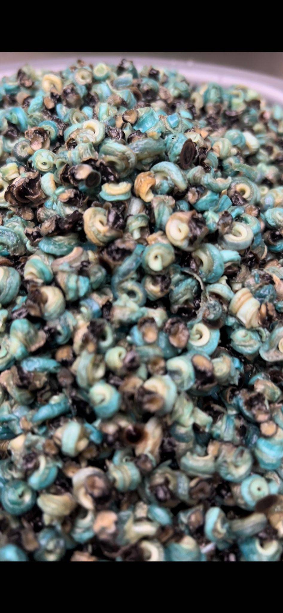 Fresh Periwinkle, Isam , 6oz - Etsy