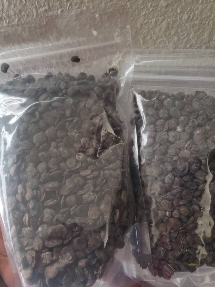 Dried Iru Seeds - Etsy