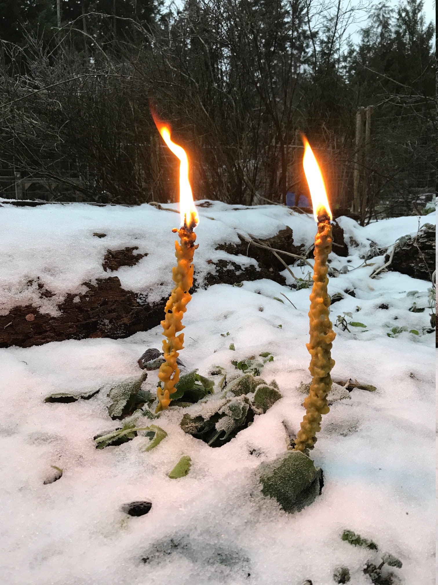 2x Mullein Torch Hags Taper Hags Torch Witches Torch Mullein Candle ...
