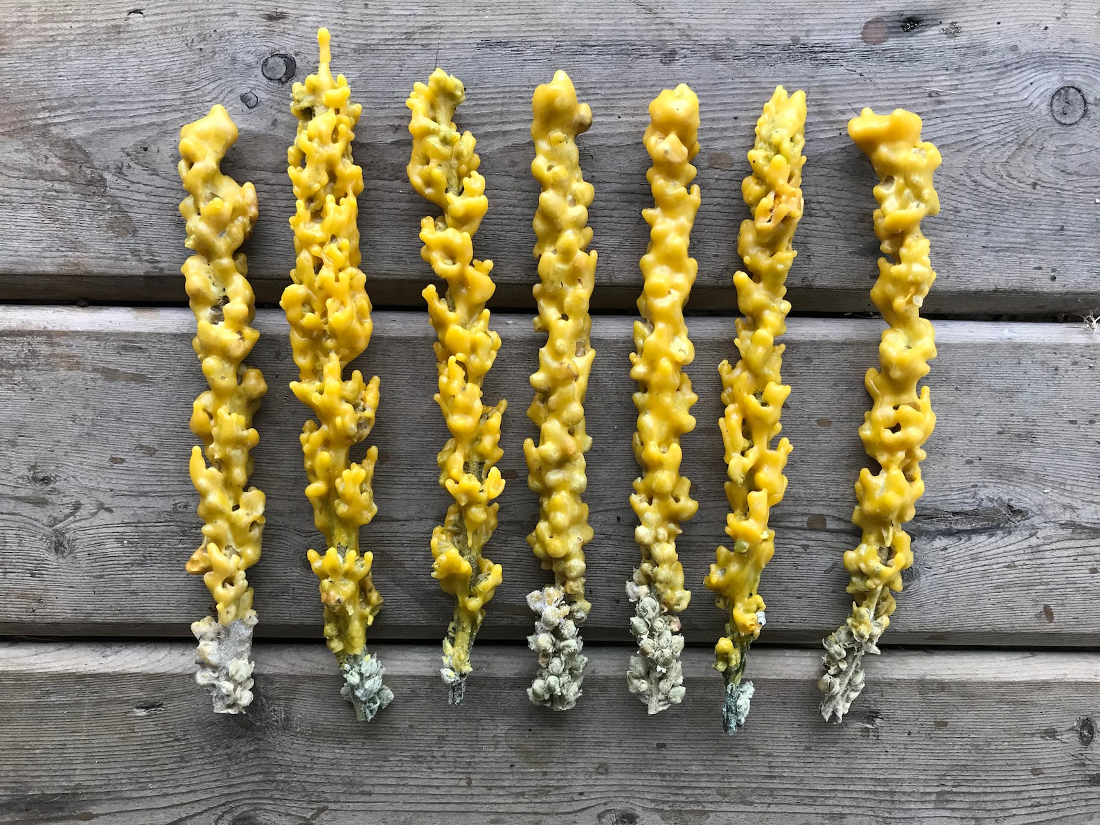 2x Mullein Torch Hags Taper Hags Torch Witches Torch Mullein Candle ...