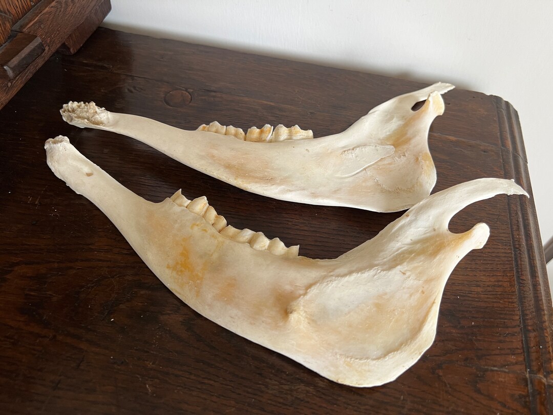 Large Jaw Bone Mandible Set Taxidermy Curiosity Oddity Decor Jawbone ...