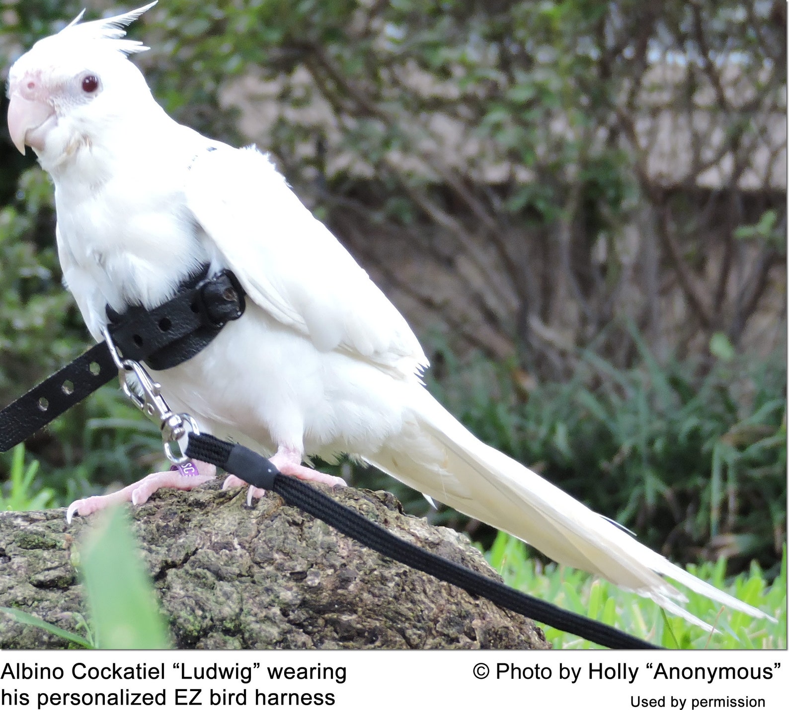 Avianweb EZ Rider Bird Harness & 6 Ft Leash - Etsy Australia