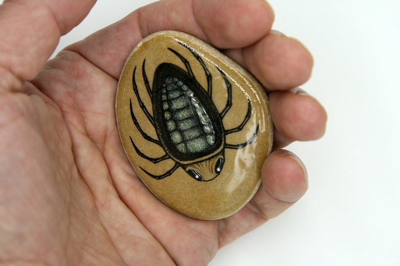 Weird Alien Insect Water Parasite Cryptozoology Entomology | Etsy