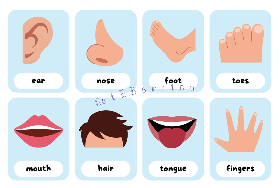 Body Parts Flash Cards - Etsy