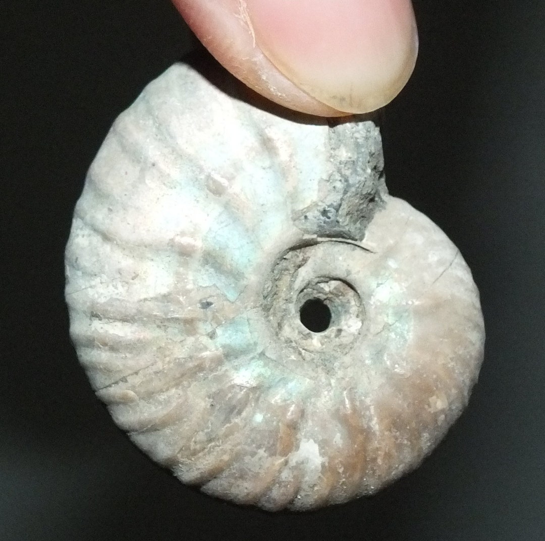 Small Ammonite Fossil Stone Pendant Amulet Thailand FREE SHIPPING - Etsy