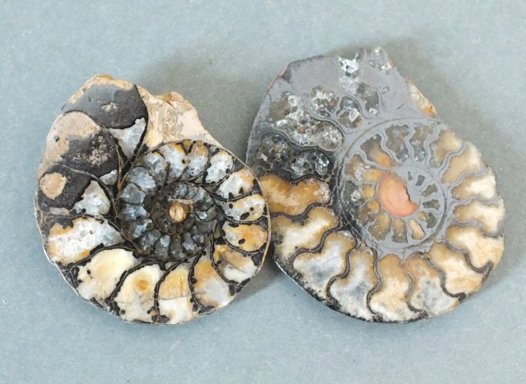 Two Ammonite Fossil Stone Pendants Amulets Thailand FREE SHIPPING - Etsy