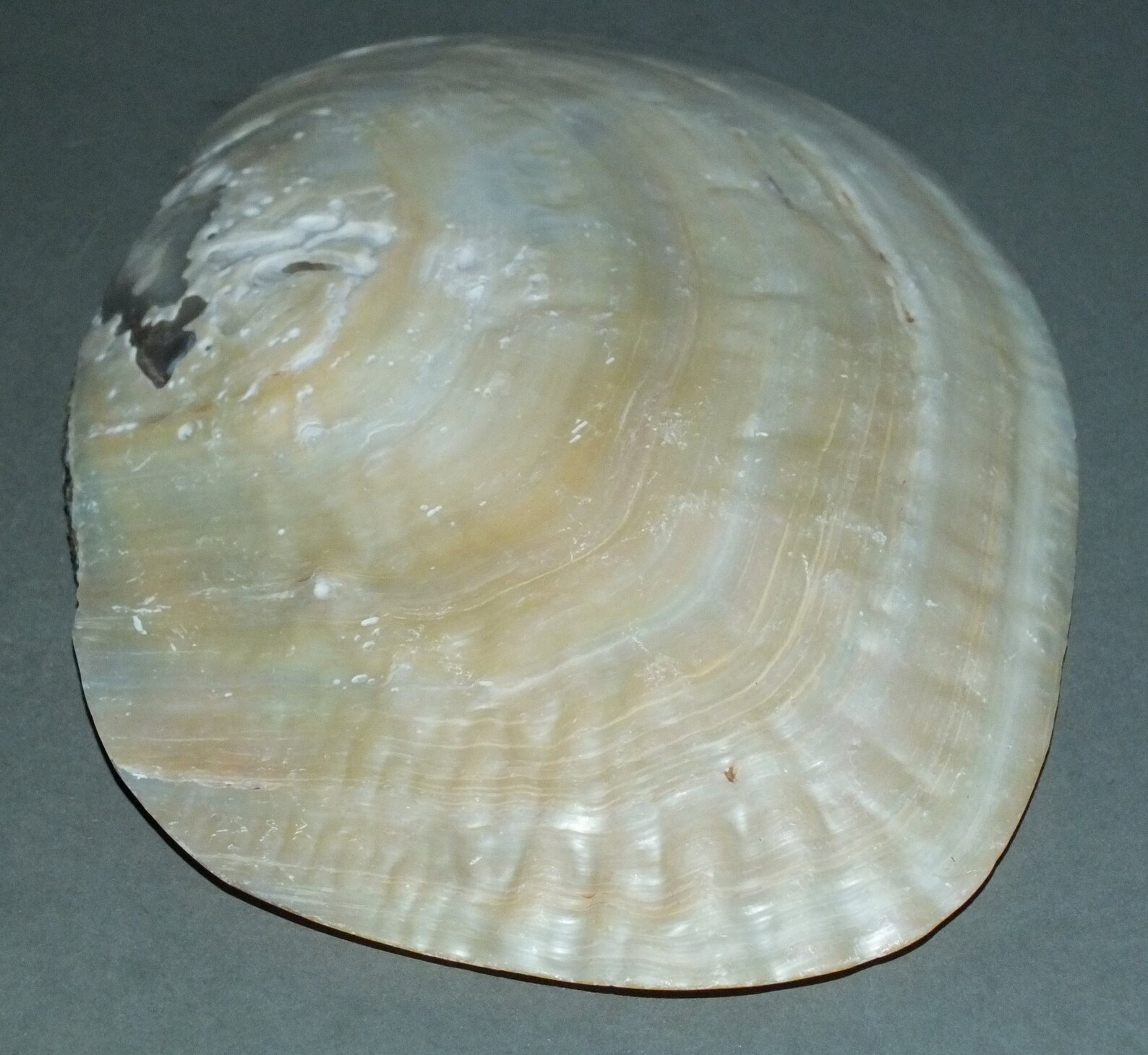 Shell Bowl With Beautiful Mother of Pearl Thailand FREE | Etsy