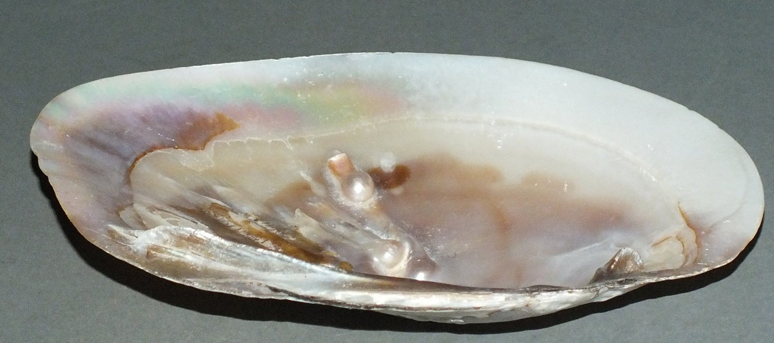 Shell Bowl With Beautiful Mother of Pearl Thailand FREE | Etsy