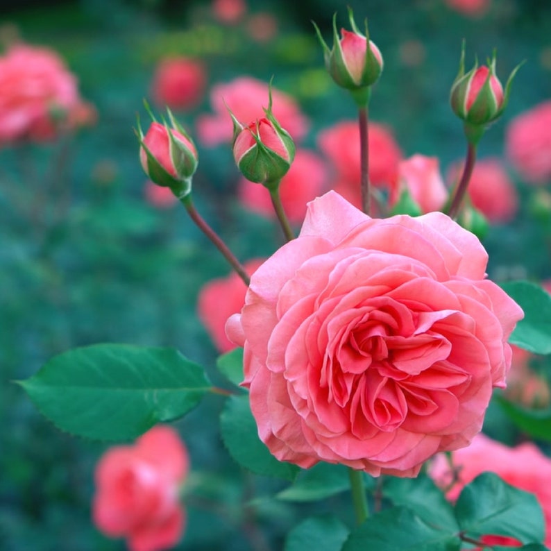 Rosa turca Parker's Aromatics Pure Soy Wax Candle / | Etsy