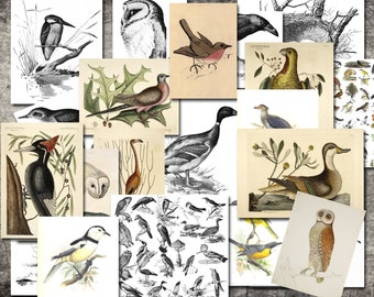 Vintage bird prints | Etsy