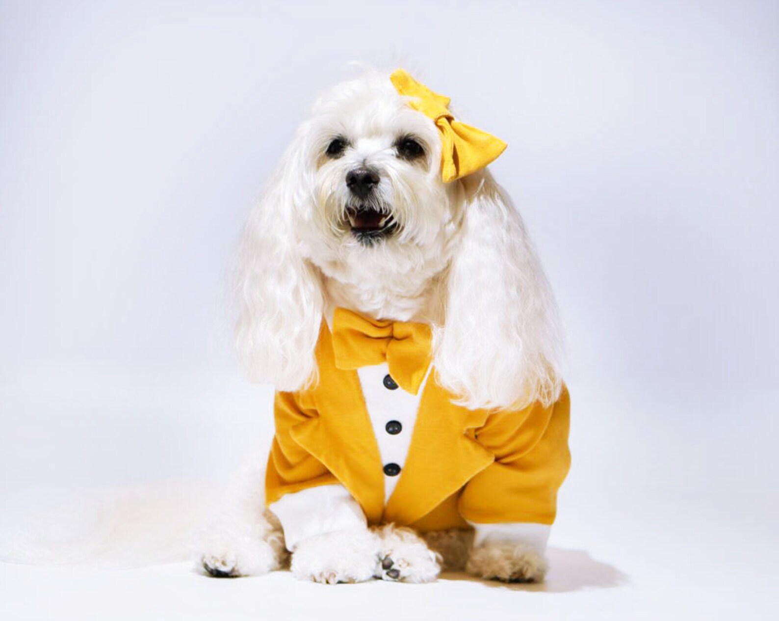Custom Made Dog Tuxedo in Mustard Yellow | Small Springtime Dog ...