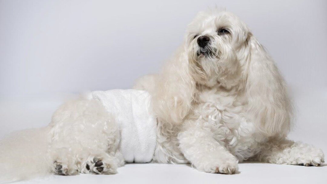 Male Dog Belly Bands Reusable Pee Band Wraps Puppy Toilet - Etsy