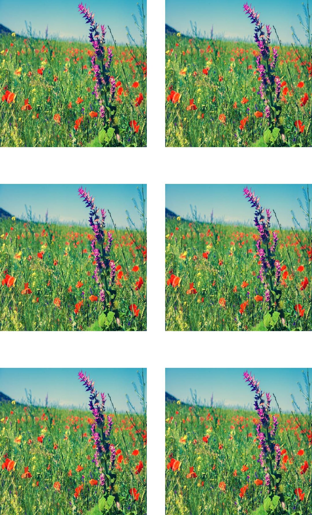 Flower Quilt Pattern Flowers in a Field 6 Pictures on 1 Panel. Flowers ...