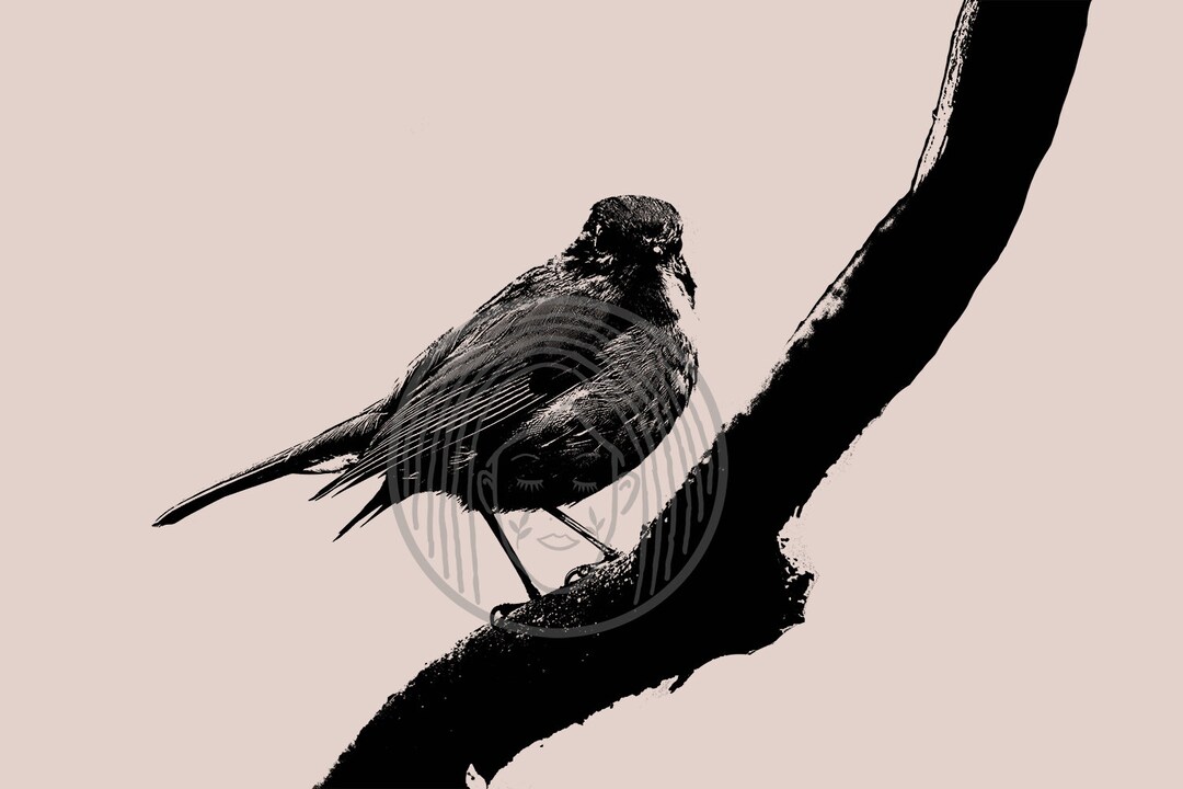 Robin Vector Clipart Digital Download - Etsy