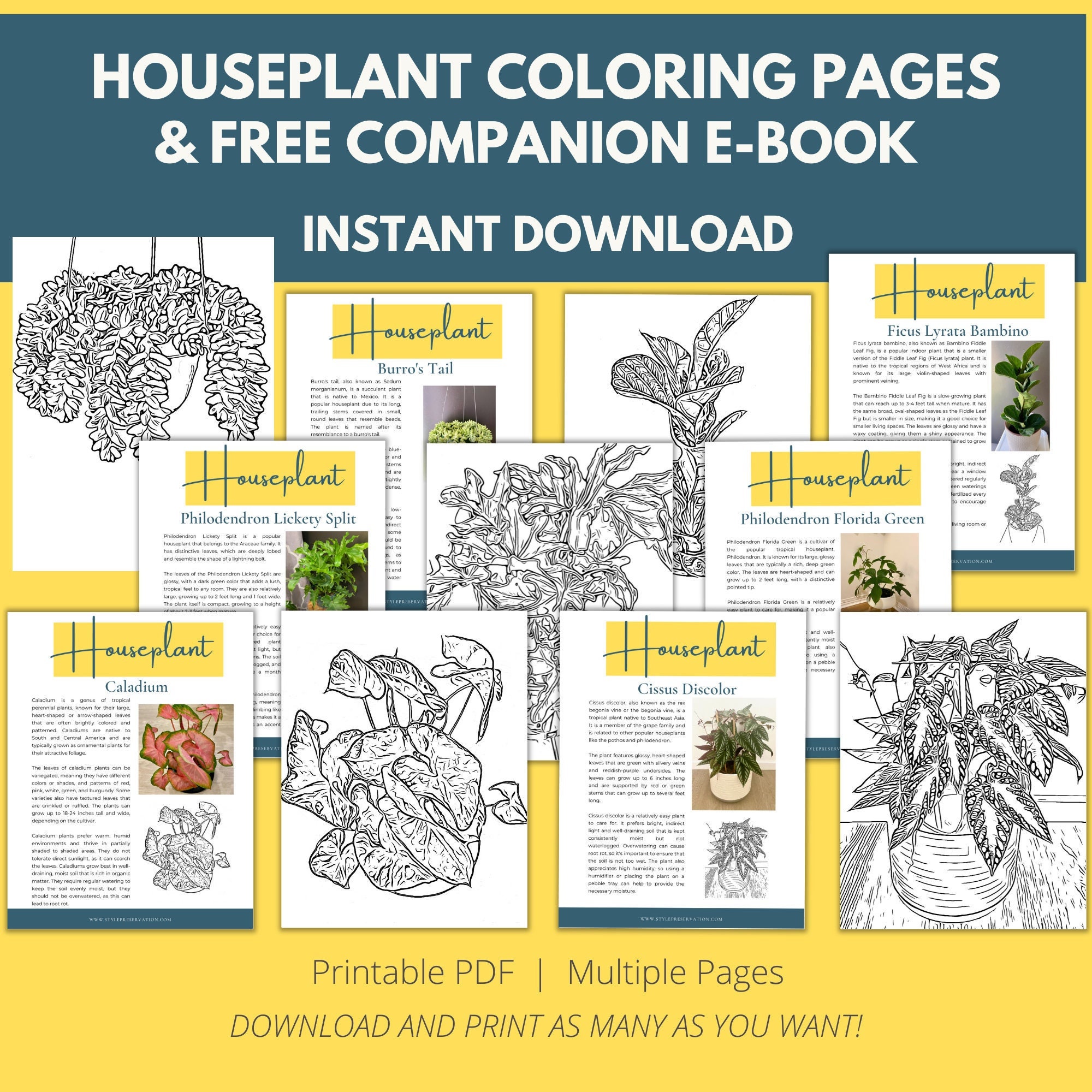 10 Houseplant Coloring Pages, Free Plant E-book Companion, Houseplant ...