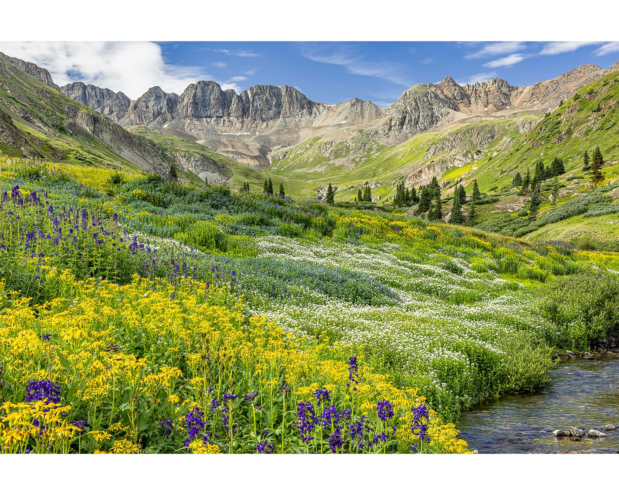 Colorado Mountains Summer Wild Flowers Picture, Landscape Canvas and ...
