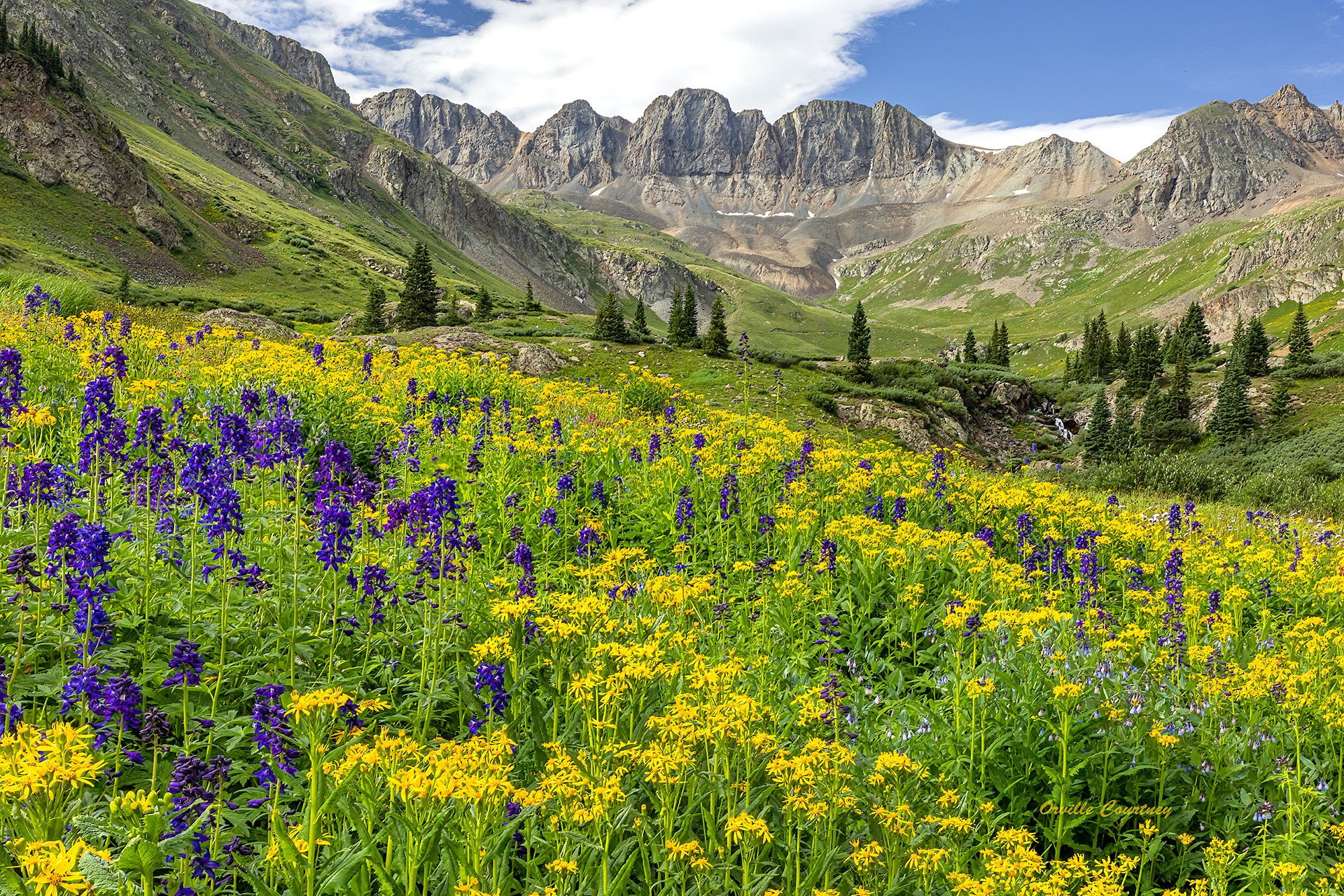 Colorado Mountains Summer Wild Flowers Picture, Landscape Canvas and ...