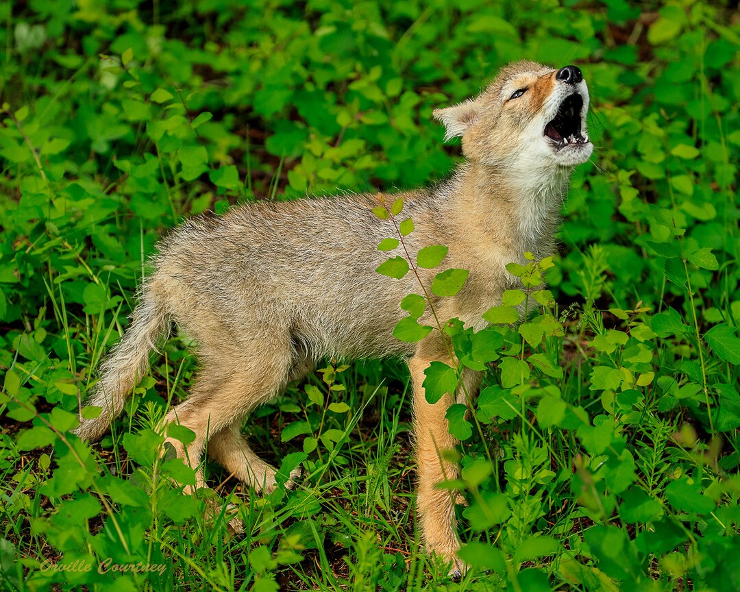 Cute Animal Photo, Coyote Pup, Canvas and Metal Print, Wall Art, Home ...
