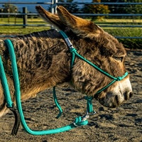 Mini Donkey Fly Mask - Etsy