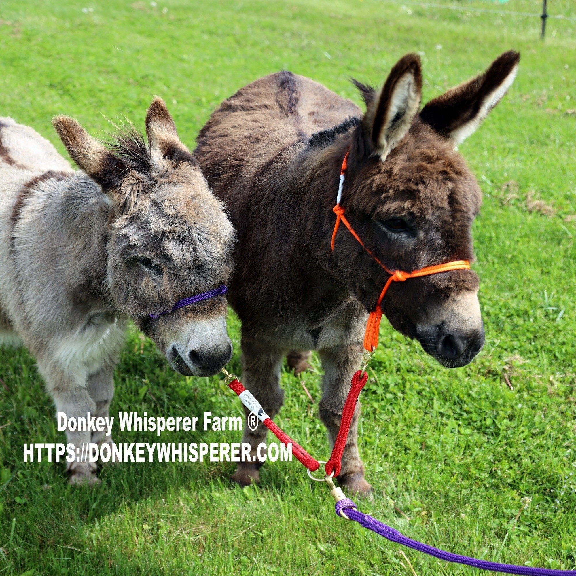 Pack Saddle For Mini Donkey