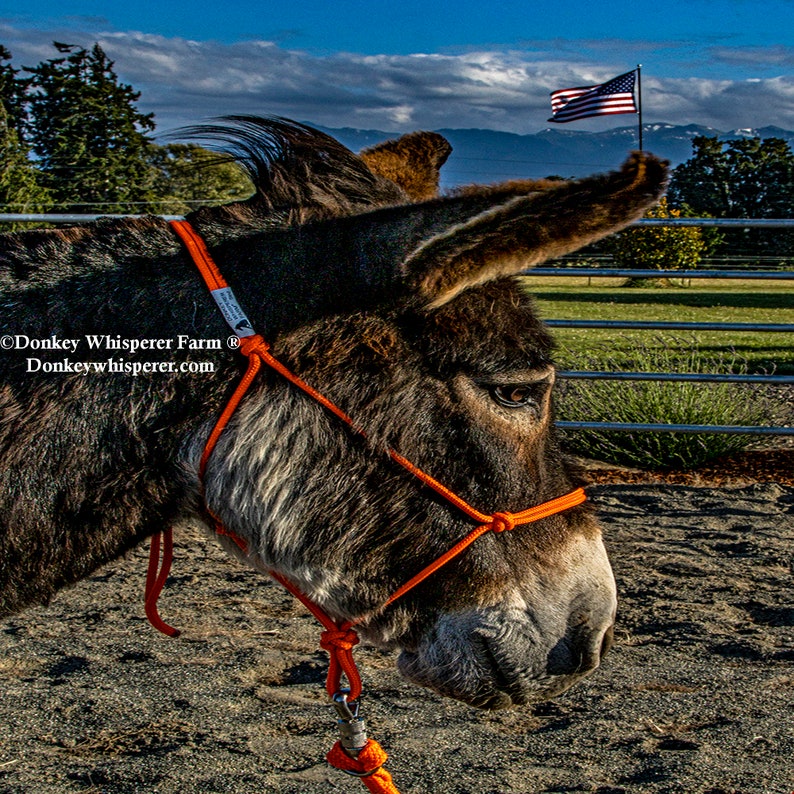 Standard Donkey Halter Combo - Etsy
