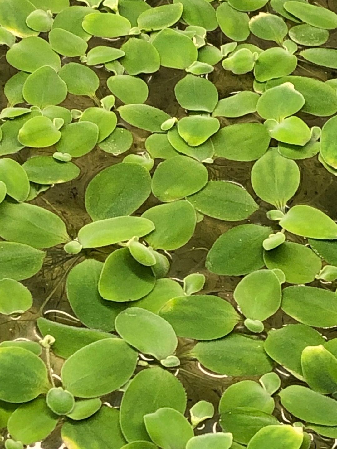 Dwarf Water Lettuce, Pistia Stratiotes, Live Aquarium Plant (12 Plants ...