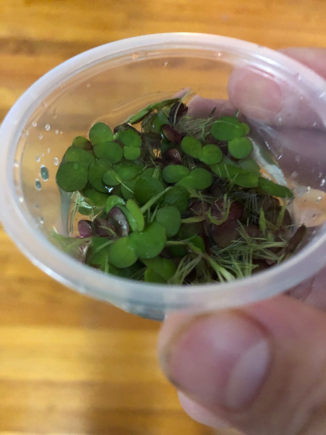 40 Giant Duckweed Spirodela polyrhiza Live Floating Plants | Etsy